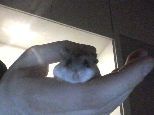 The Many Emotions of Beans the Chinese Dwarf Hamster – Professional Moron