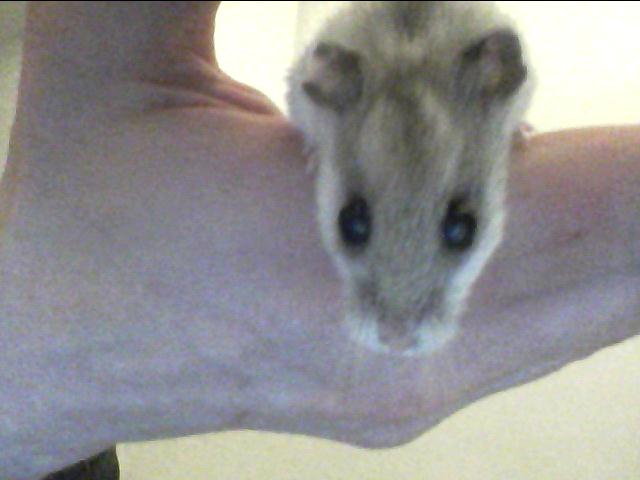The Many Emotions of Beans the Chinese Dwarf Hamster – Professional Moron