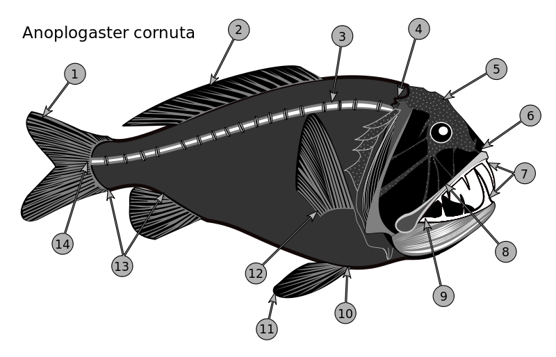 Professional Moron Explains This Fish! – Professional Moron