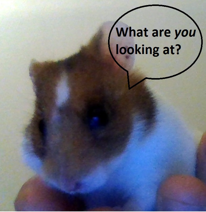 Journey Into The Mind Of A Hamster – Professional Moron