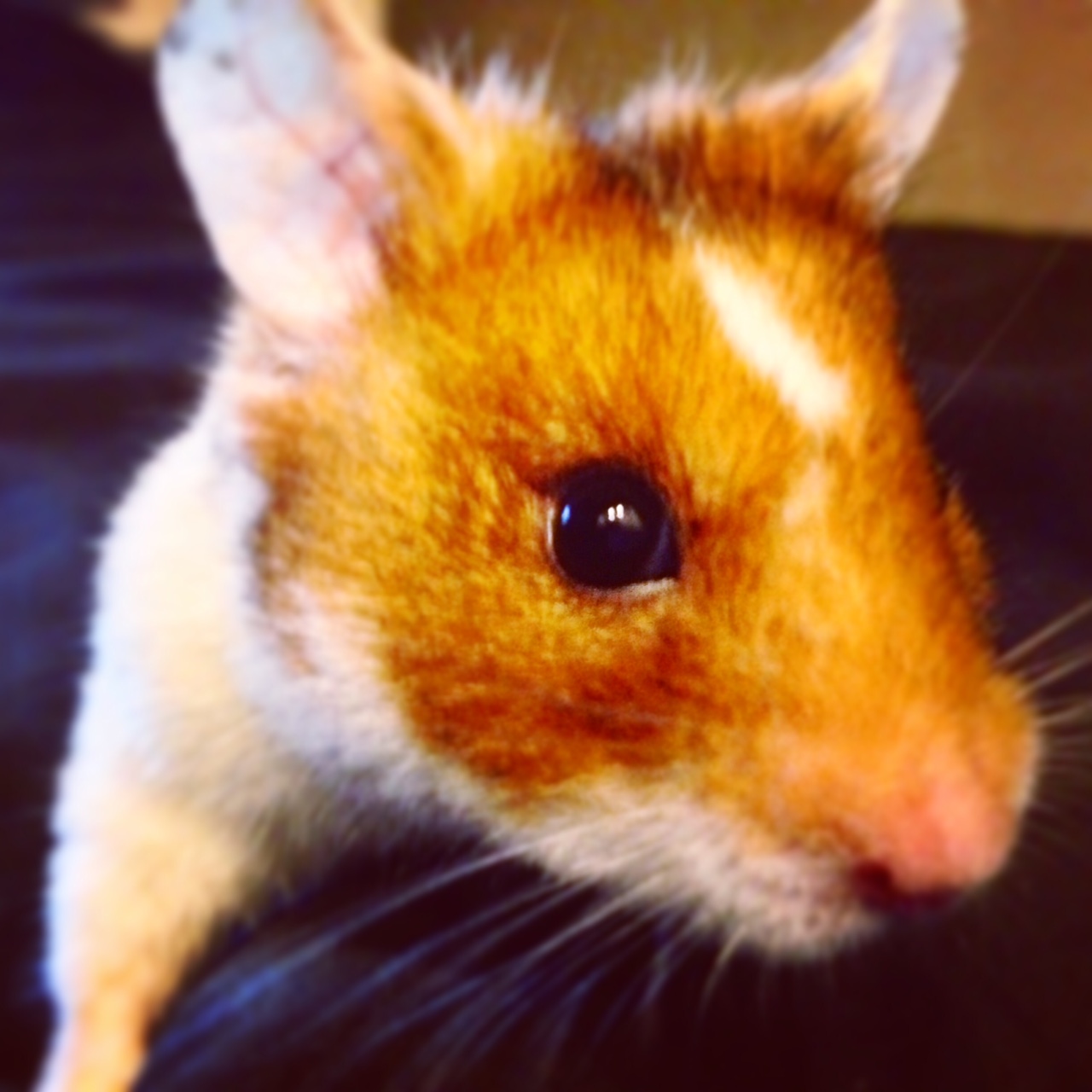 Evolutionary Theory: Why Aren’t Hamsters Extinct? – Professional Moron