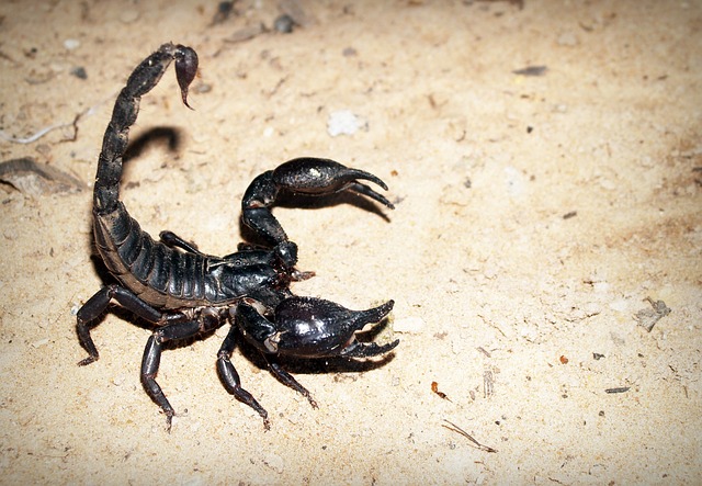 Evolutionary Theory: Why are scorpions so bloody angry? – Professional ...