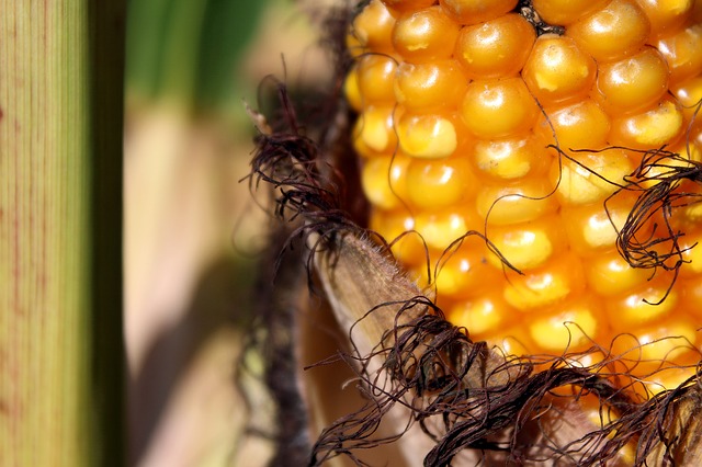 Exclusive Recipe: Corn on the Cobb (Inception Inspired Dinner ...