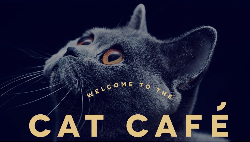 Cat Café Manchester: Cats, Tea, Cake, Cats, and Cats – Professional Moron
