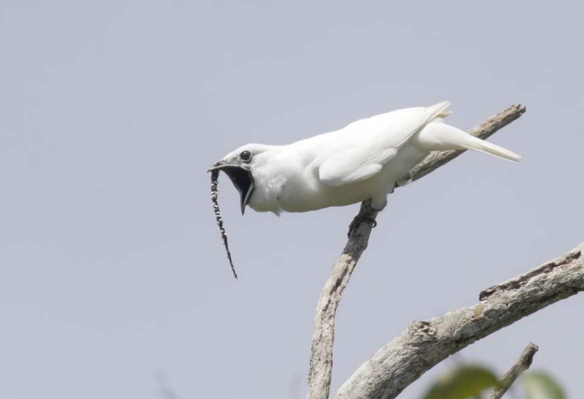 White Bellbird: Salutations to the WORLD’S LOUDEST BIRD ...