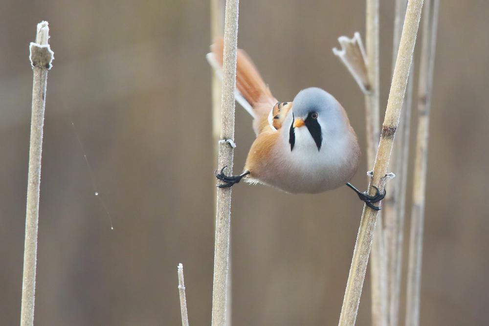 Bearded Reedling: Yet Another Awesome Feathered Friend – Professional Moron