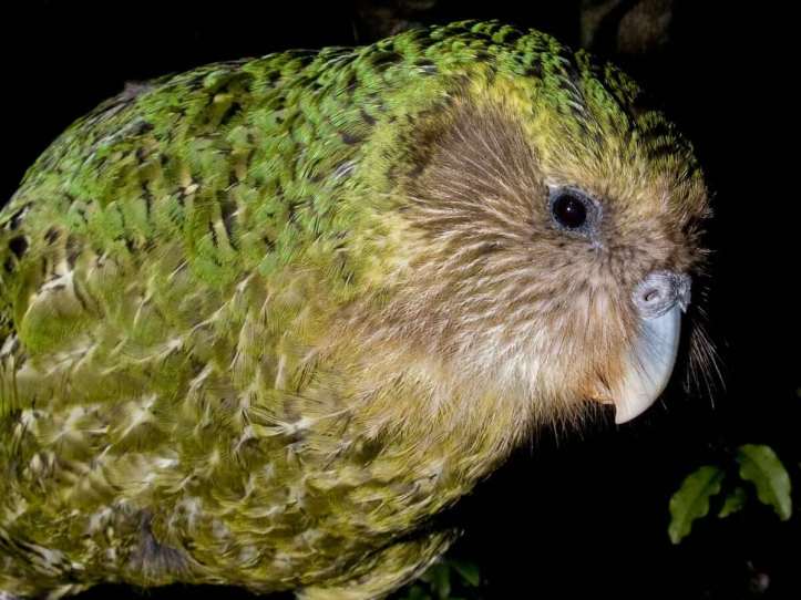 The Kākāpō: New Zealand’s Bird of the Year 2020 (is also podgy ...