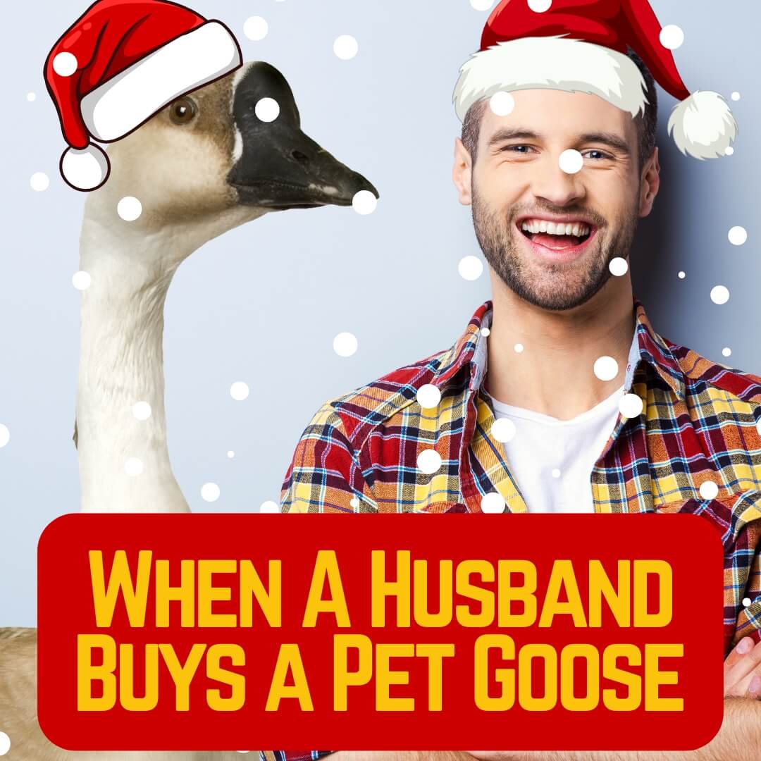 Agony Aunt: “Husband got a pet goose for Christmas…” 🦢 – Professional Moron