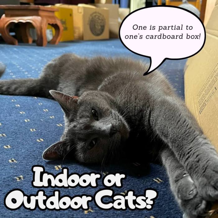 The Great Indoor vs Outdoor Cat Debate 🐱 – Professional Moron