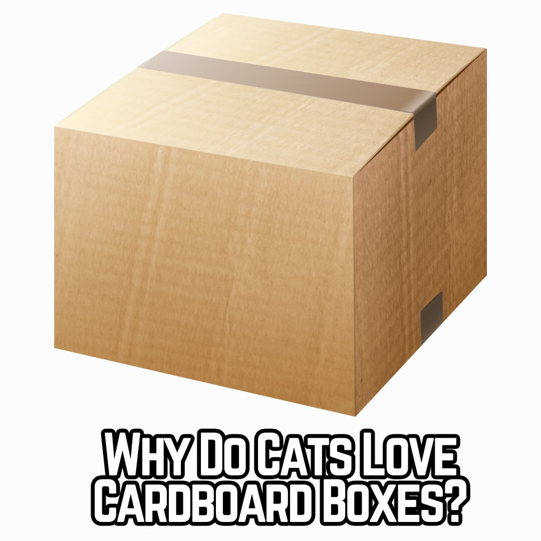 Why Do Cats Love Cardboard Boxes? 📦 – Professional Moron